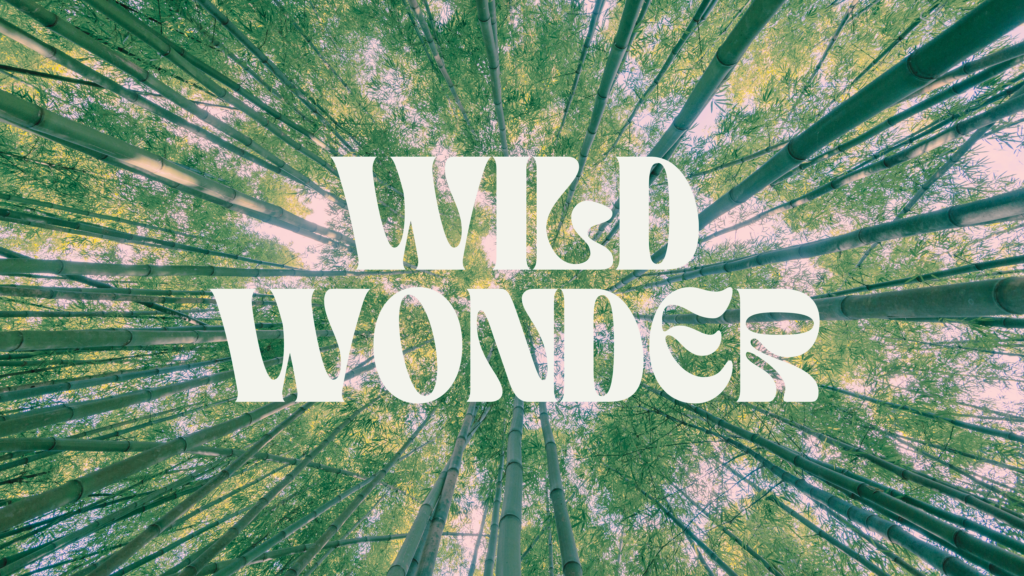 Wild Wonder - Arts In Reach